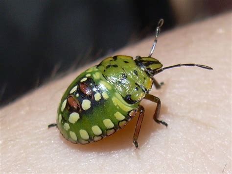 Shield Bug By Omgdragonfly On DeviantArt