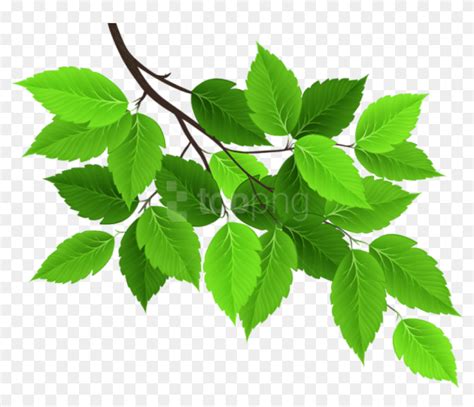 Tree Branches With Leaves Png Tree Branch Leaves Transparent Png Download X