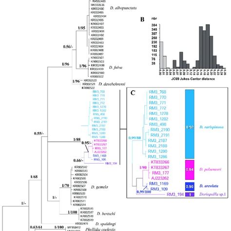 Bayesian Inference Tree Based On The Coi Sequence Dataset Along With