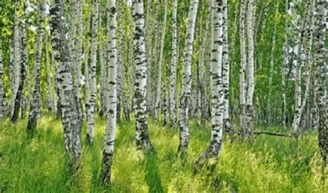 Dancing With Trees A New Immersive Exhibition