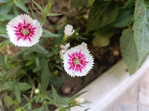 Oneplus Nord Ce G Review Betting On A Good Core Experience Techpp