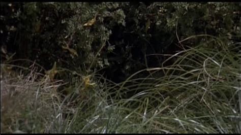 Бенджи потерялся Benji The Hunted