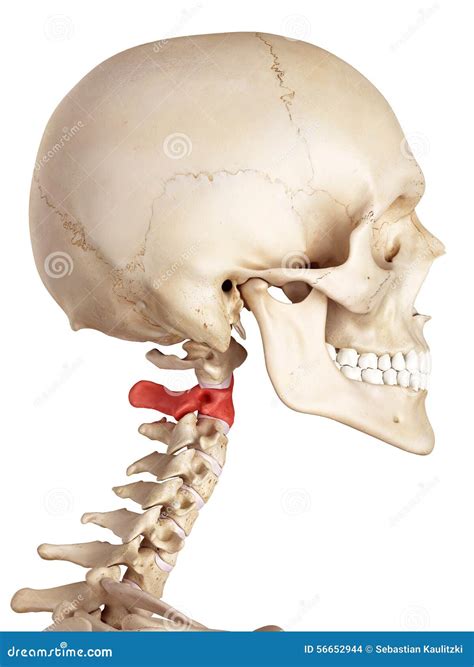 The Axis Bone Royalty Free Cartoon CartoonDealer Com 56652518