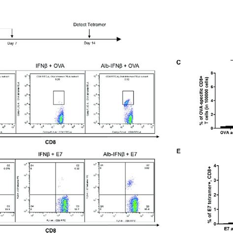 Characterization Of The Antigen Specific Cd8 T Cell Immune Response In Download Scientific