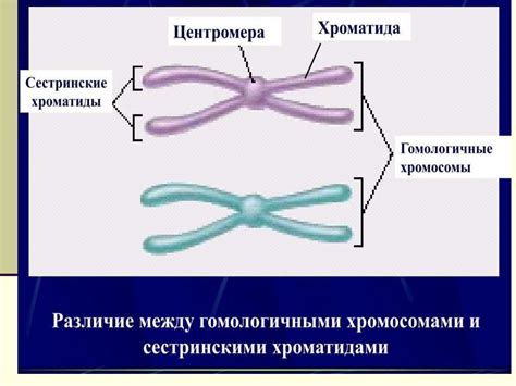 Цитологические основы наследственности презентация онлайн