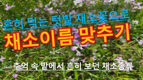 흔히 먹는 텃밭 채소꽃으로 채소이름 맞추기2 Youtube