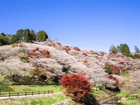 Obara Shikizakura Four Season Cherry Blossom Trees Festival Obara