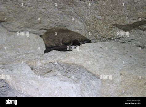 The Big Brown Bat Scientifically Known As Eptesicus Fuscus Is A Common Species In The Midwest