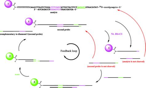 A Back And Forth Amplification Architecture Cascade Assay Involving Download Scientific