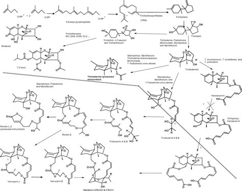 Overview Of Putative Pathways Of Trichothecene Biosynthesis Trichodiol