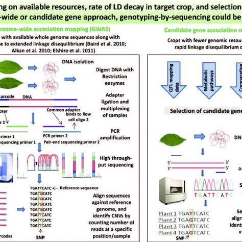 Genotyping Strategies For Candidate Gene And Genome Wide Association