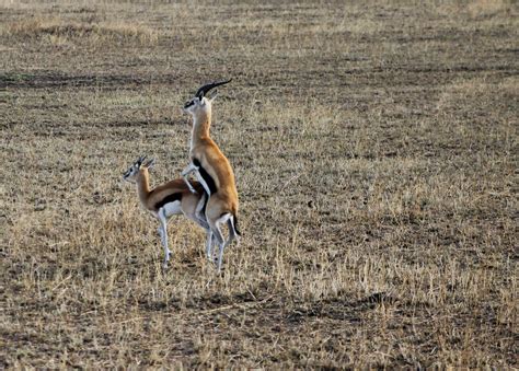 Sex On The Serengeti RoarLoud