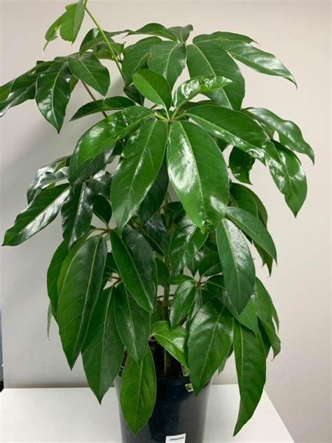 Schefflera Amate 25cm Springvale Garden Centre