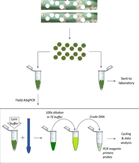 Schematic Representation Of The Procedure Followed In The Field For The Download Scientific