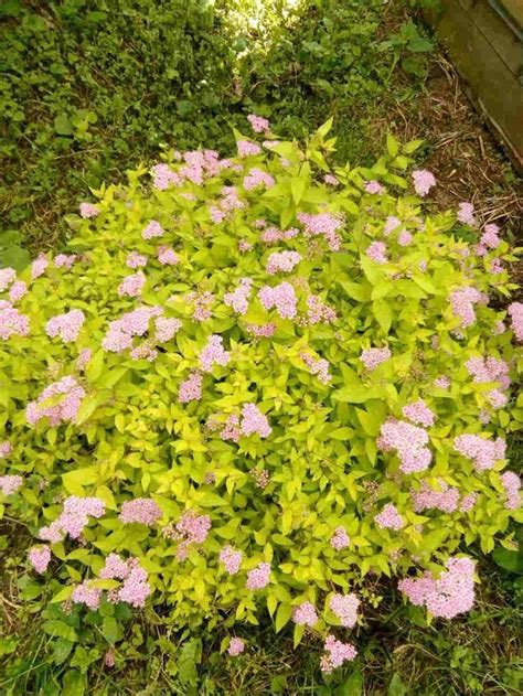 Японские спиреи (Spiraea Japonica): Голден Принцесс, Литл Принцесс ...