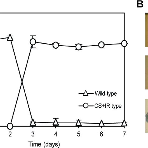 Spontaneously Occurring B Glumae Colony Variants Were Produced In Download Scientific Diagram