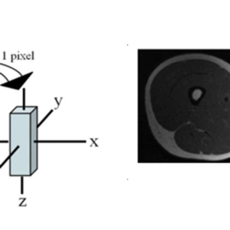 Segment Length Definitions Used To Determine Longitudinal Length The Download Table