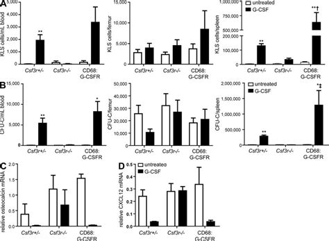 G Csf Induced Hspc Mobilization Is Normal In Cd68 G Csfr Mice Mice Of Download Scientific