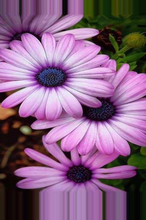 Model Improvement Using Transfer Learning And Vgg16 Pre Trained Weights