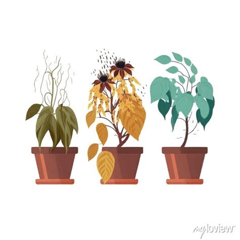 Otted Flower Plant Withering Phases Life Cycle Isolated On Fotomural • Fotomurais Ficando