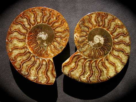 Colorful Madagascar Ammonite