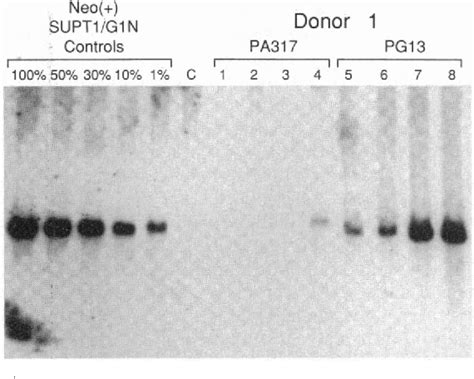 Figure 2 From High Efficiency Retroviral Mediated Gene Transfer Into