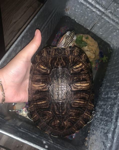 Male Or Female Red Eared Slider Rturtle