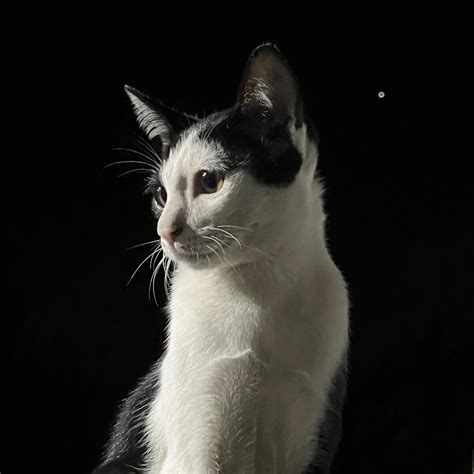 ปกตินิ้😅 แมว ทาสแมว ตลก คนไทยเป็นคนตลก คลิปสั้น Reels คลิปแกล้ง คลิปตลก คลิปฮา แกล้งคน