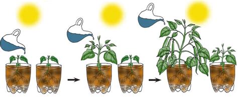 Scientific Method Variables Flashcards Flashcards