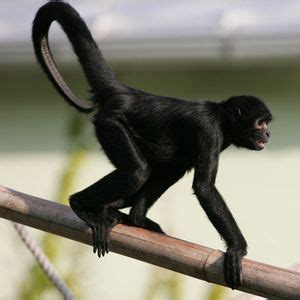 動物事典 分類ごとの動物一覧 コロンビアクロクモザル