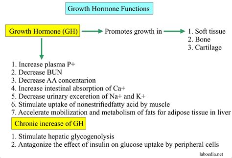 Growth Hormone GH Somatotropin Hormone Labpedia Net