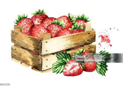 잘 익은 딸기 상자 흰색 배경에 고립 수채화 손으로 그린 그림 딸기에 대한 스톡 벡터 아트 및 기타 이미지 딸기 수채화 0명 Istock