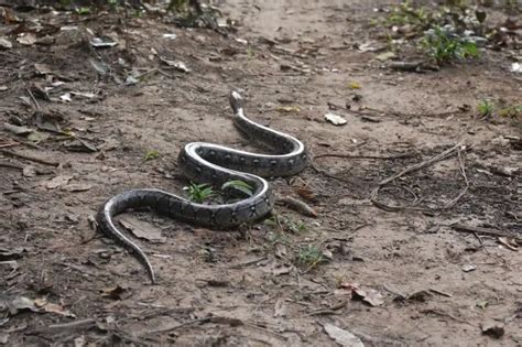 Reticulated Python Facts Diet Habitat And Pictures On Animaliabio