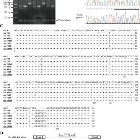 Identification Of A Novel Antisense Alu Element In Intron 4 Of Aldh1a1 Download Scientific