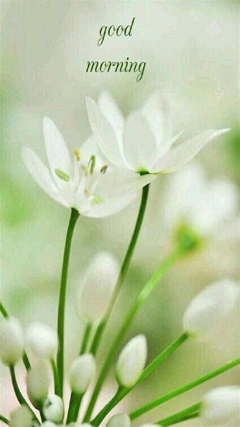 Hd Morning Flowers