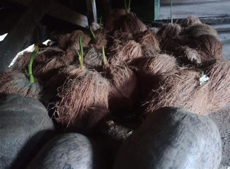 စုကလိမြို့တွင် အုန်းသီးခြောက်များ စျေးကောင်းရရှိနေ Myanmarnationalpost