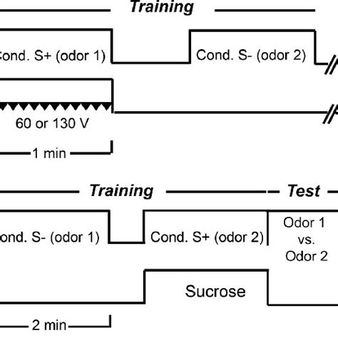 Schematic Diagram And Timeline Of Olfactory Associative Conditioning Download Scientific