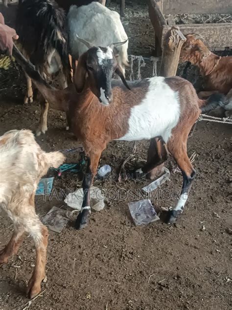 Matured Big Goats Both Sex In Maiduguri Farm Animals Christopher