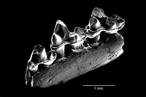 Fossils Where They Dont Belong Maybe We Just Didnt Look Hard Enough