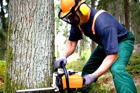 How To Notch A Tree Tools Techniques