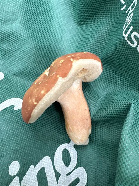 Xanthoconium Purpureum From River Rd Erwinna Pa Us On July 10 2023 At 12 12 Pm By Johnmc1542