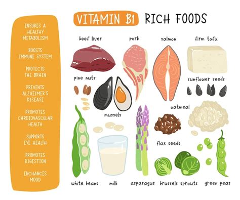 Premium Vector Collection Of Vitamin B1 Sources Food Containing