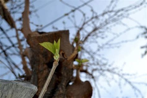 Rivadavia Continúa Con El Operativo De Poda De Formación De Especies Y