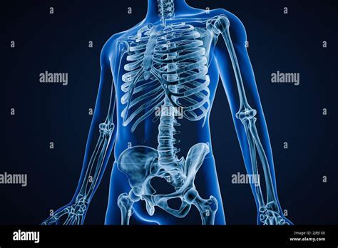 Xray View Of Posing Human Skeleton Anatomical 3d