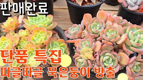 2월28일 분채배송🟡소품 중품으로 단품특집 70여종 국민다육이 준비해봤어요 01048583904 다육이 다육식물 특가다육 多肉植物 Youtube