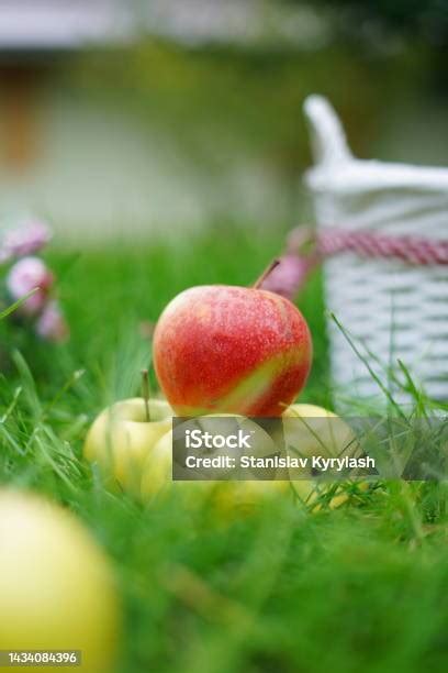 가을 정원의 하얀 고리 버들 바구니 근처의 푸른 풀밭에 누워있는 잘 익은 빨간색과 녹색 사과의 클로즈업 공간 복사 0명에 대한 스톡 사진 및 기타 이미지 Istock