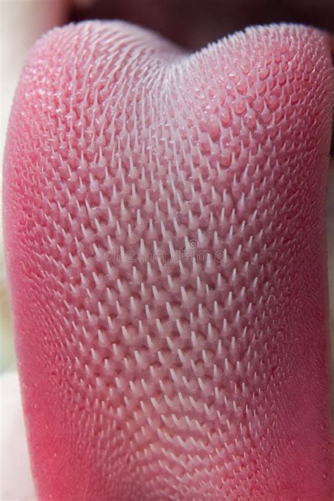Cat Tongue Microscope