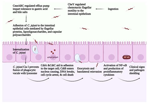 Campylobacter Jejuni In Poultry Pathogenesis And Control Strategies