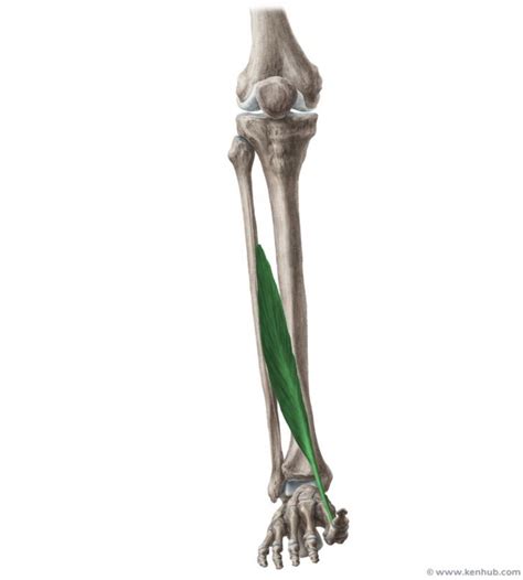 Anatomy Assignment Rectus Femoris Muscle Function The Primary Function Is Knee Extension It