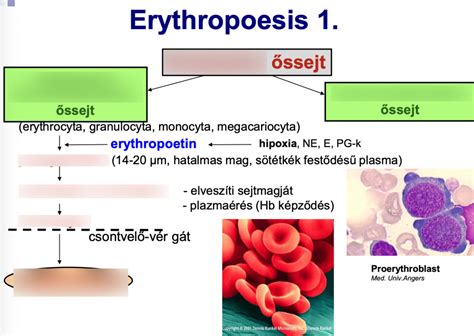 Erythropoesis 2 előadás Diagram Quizlet